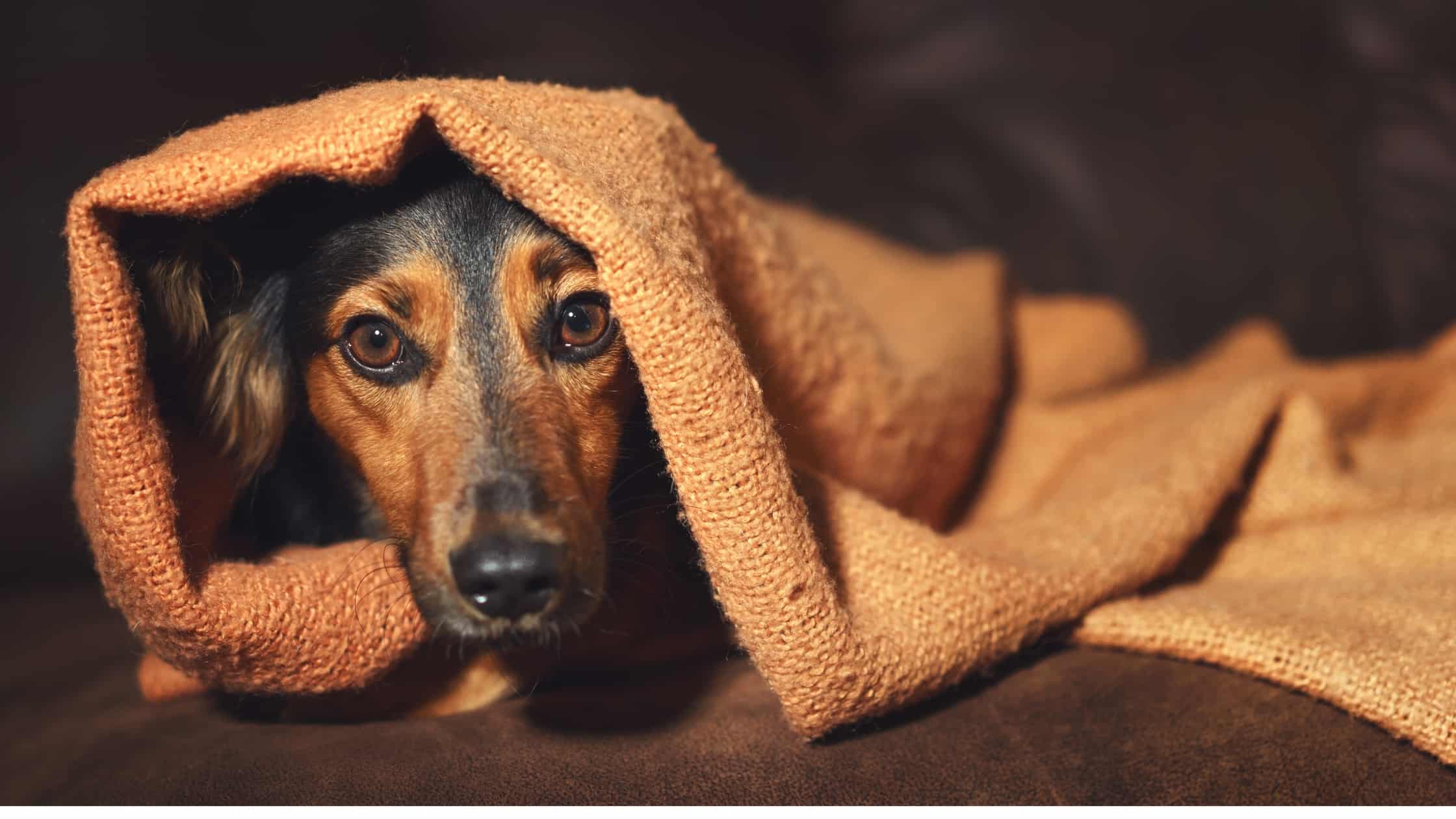 Anxiety in Dogs – The ultimate guide to Dog Anxiety - AnxiousCanine.com