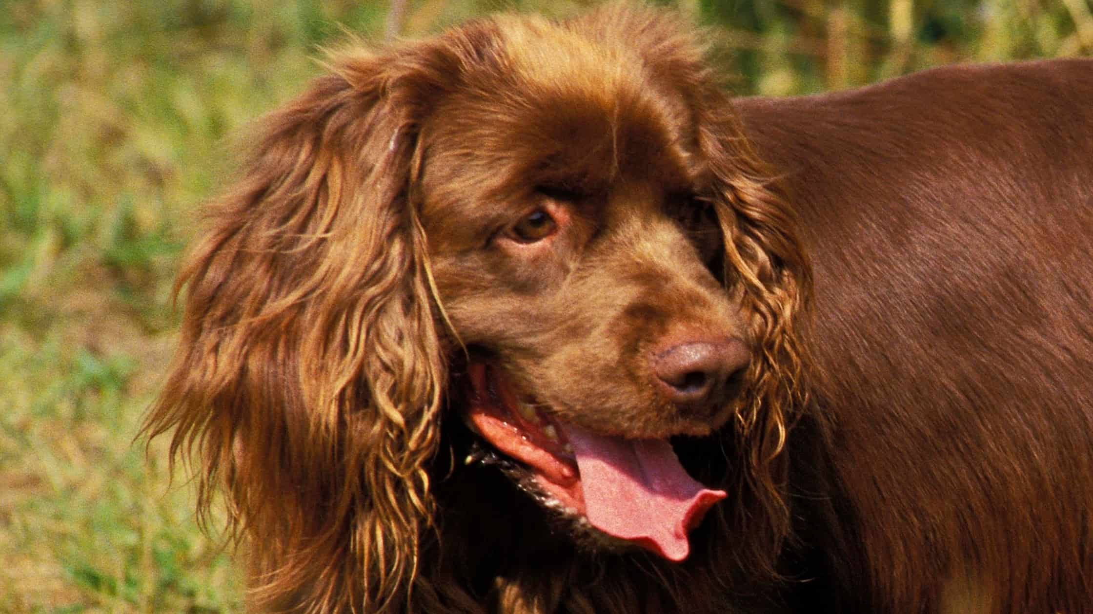 Short Legged Dogs – 8 Popular Breeds - AnxiousCanine.com